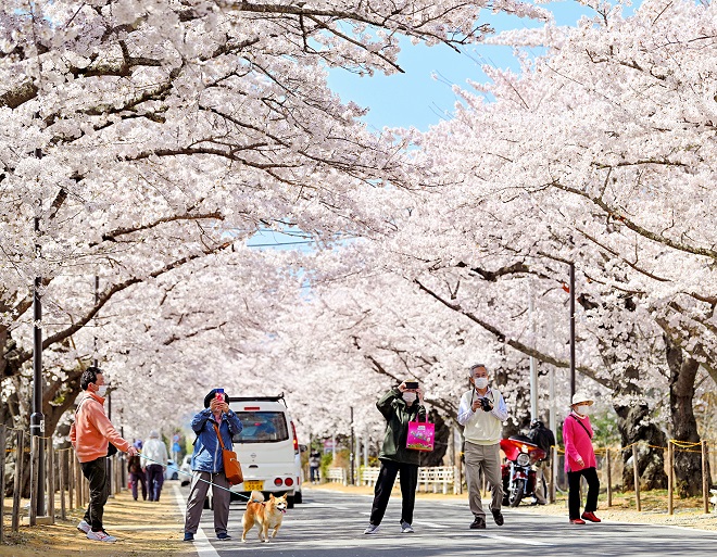 （天声人語）夜の森の桜 | 朝日ウイークリーデジタル(Asahi Weekly DIGITAL)日本語解説付きで読めて聴ける英字新聞